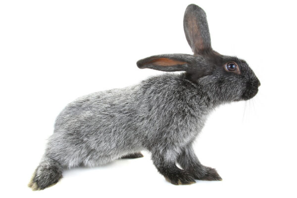 How Many Rabbit Breeds Are There? 51 Breeds to Love