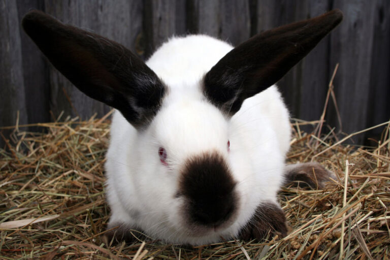18 Beginner Breeds of Rabbit For First-Time Owners