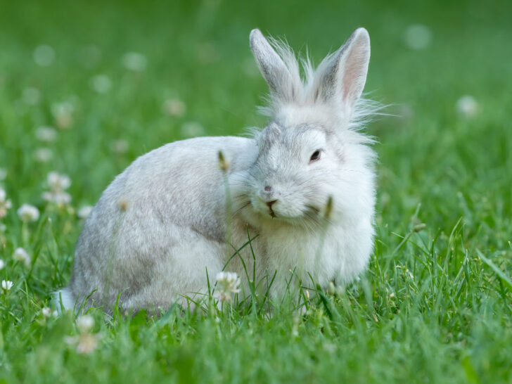 Long-Haired Bunnies | The 16 Most Adorable Fluffy Breeds