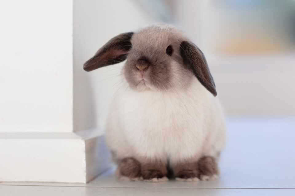 How Old Is a Rabbit in Human Years? Rabbit Age Converter