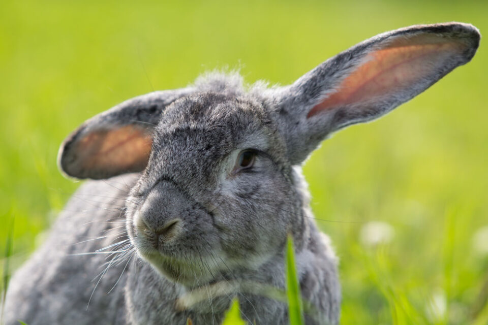 Why Is My Rabbit Grunting? 7 Reasons & What to Do