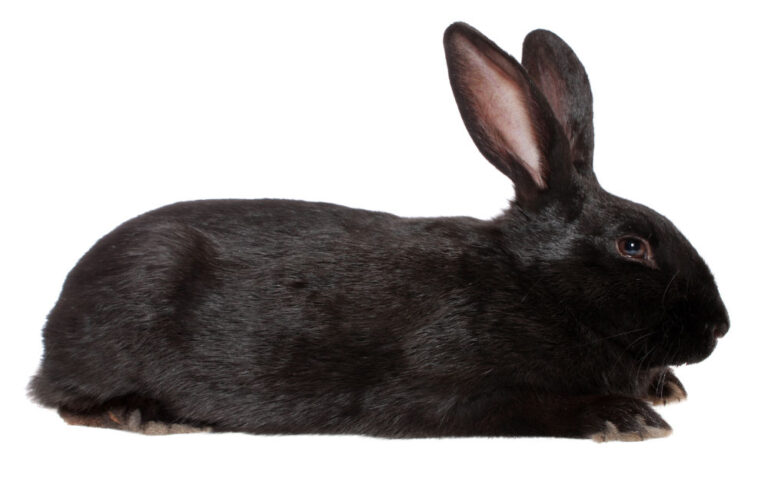 The 10 Best Rabbit Breeds For Kids (Vet-Approved Guide)
