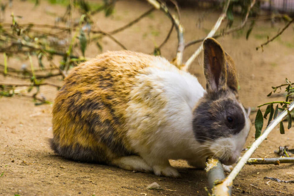 Long-Haired Bunnies | The 16 Most Adorable Fluffy Breeds